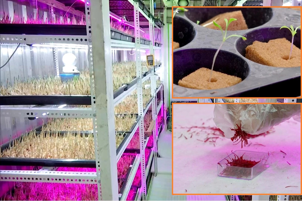 Pune Software Engineer Shailesh Modak grows Kashmiri saffron using soil ... Pune Software Engineer Shailesh Modak grows Kashmiri saffron using soil ...