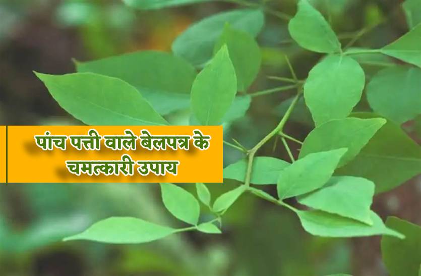 Belpatra Significance, Five leaves Belpatra upay | Belpatra ... Belpatra Significance, Five leaves Belpatra upay | Belpatra ...